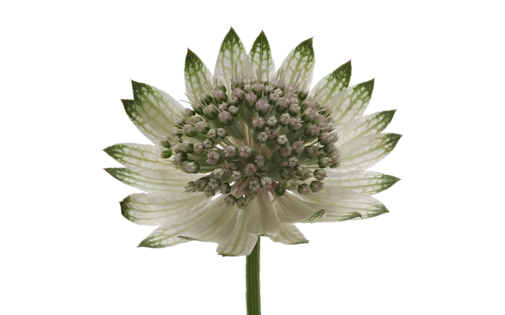 Astrantia Billion Star® XL | Marginpar